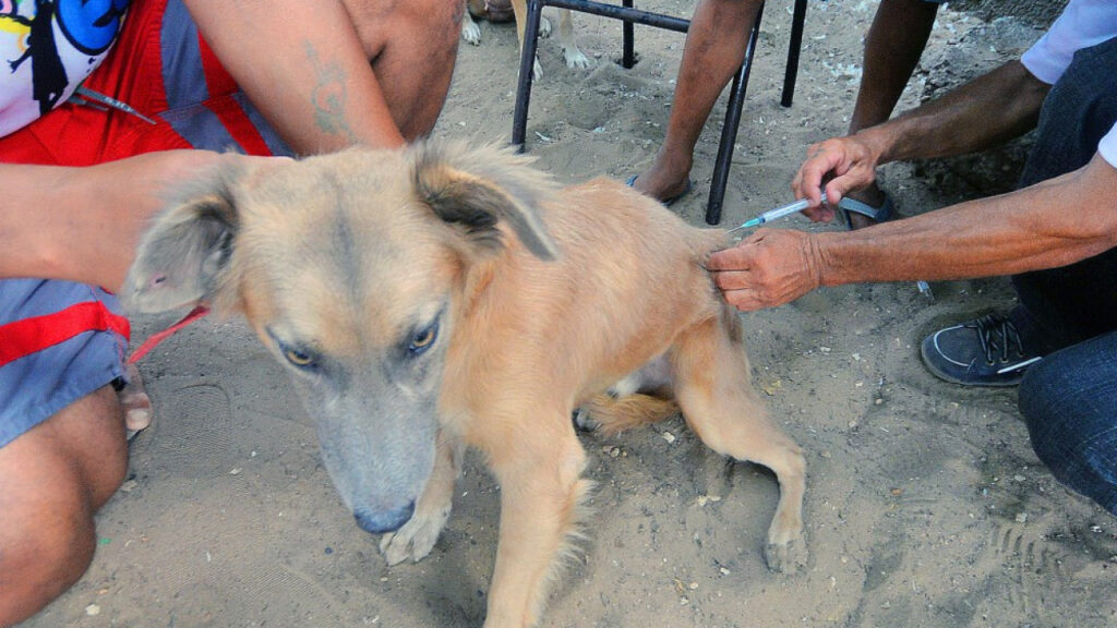 Brasil registra 3 mortes por raiva humana; conheça transmissão ...